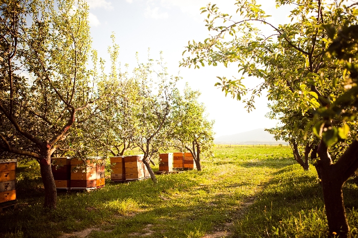 Včelovina – Slovakia’s deluxe mead – cookslovak