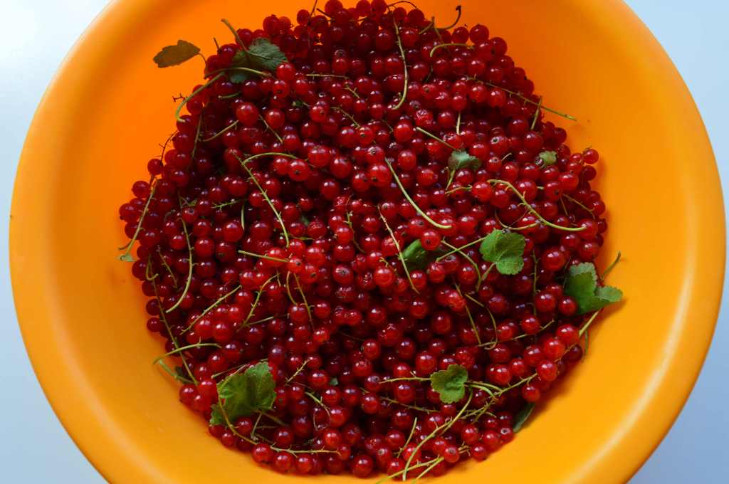 Simple Redcurrant Jam Recipe with Fresh Garden Berries – cookslovak
